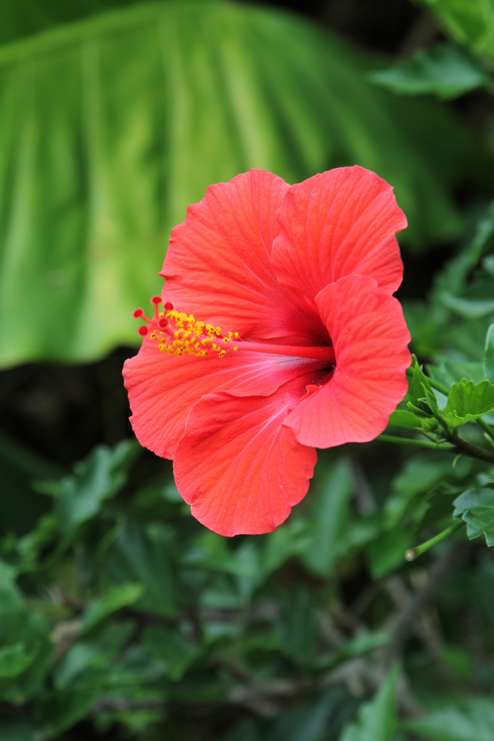 Hibiscus Rosa sinensis